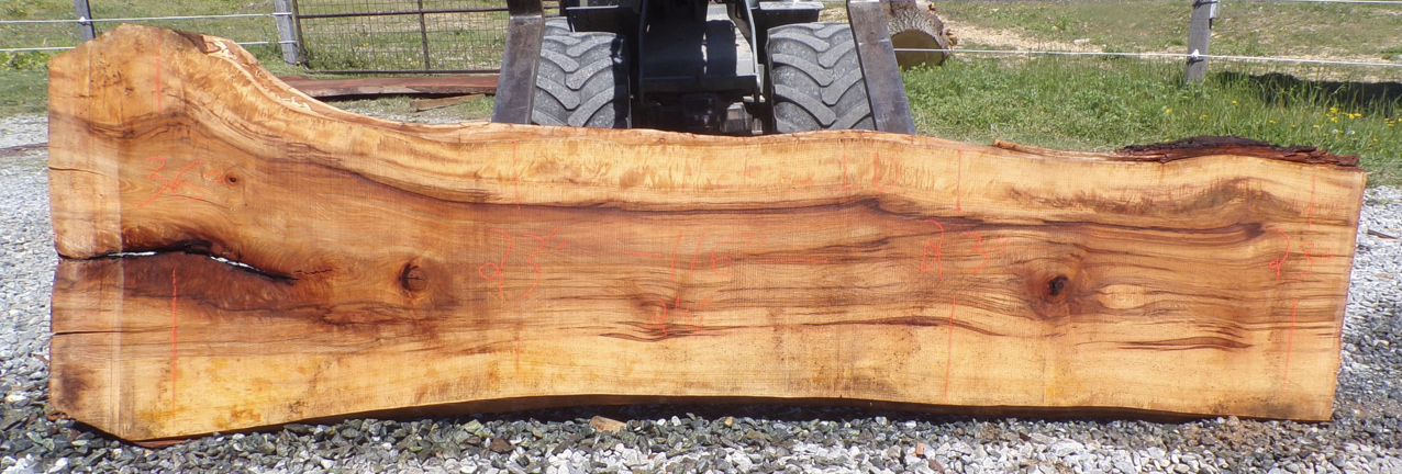 Hickory Live Edge Slabs For Sale | Lancaster Live Edge